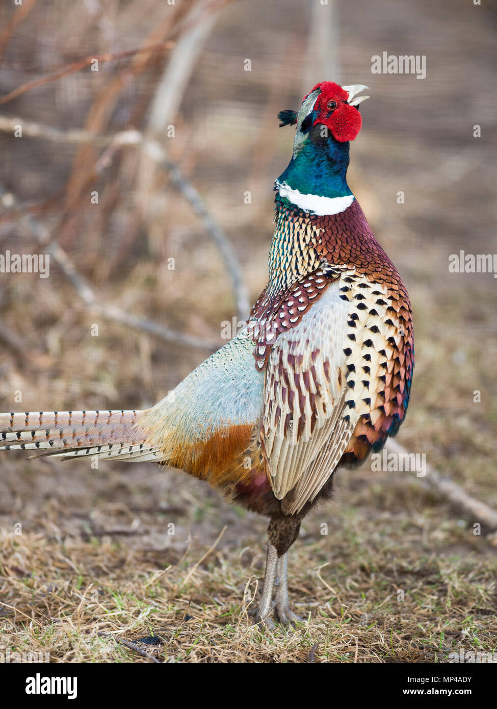 A Rooster Pheasant in the spring Stock Photo - Alamy