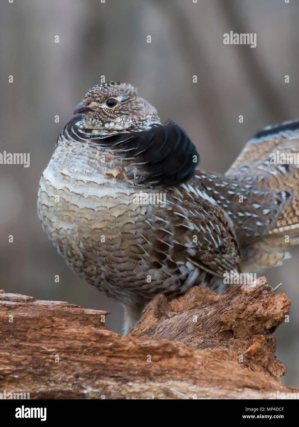 A Male Ruffed Grouse in the spring in Minnesota Stock Photo - Alamy