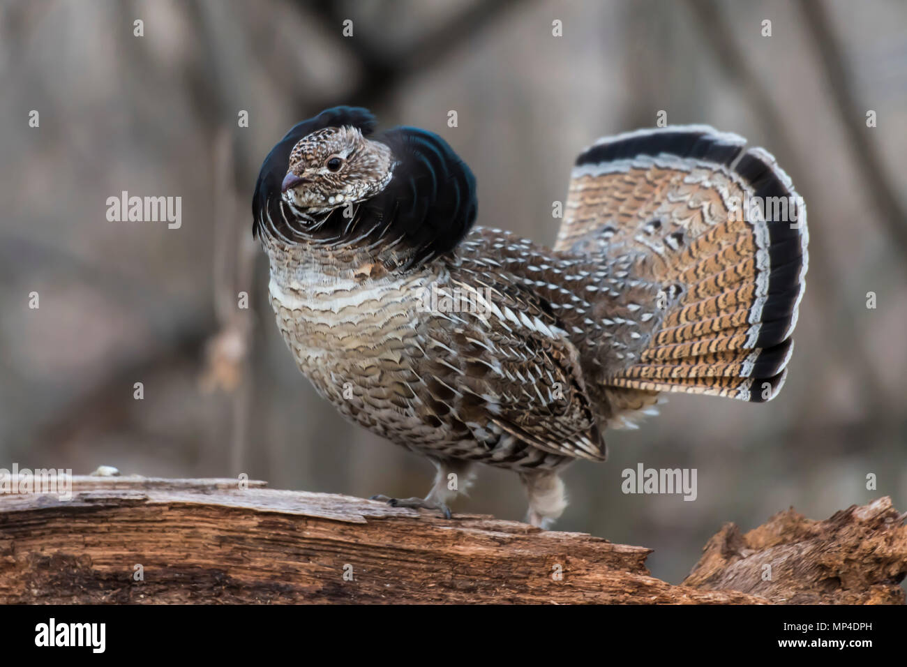 Male Ruffed Grouse