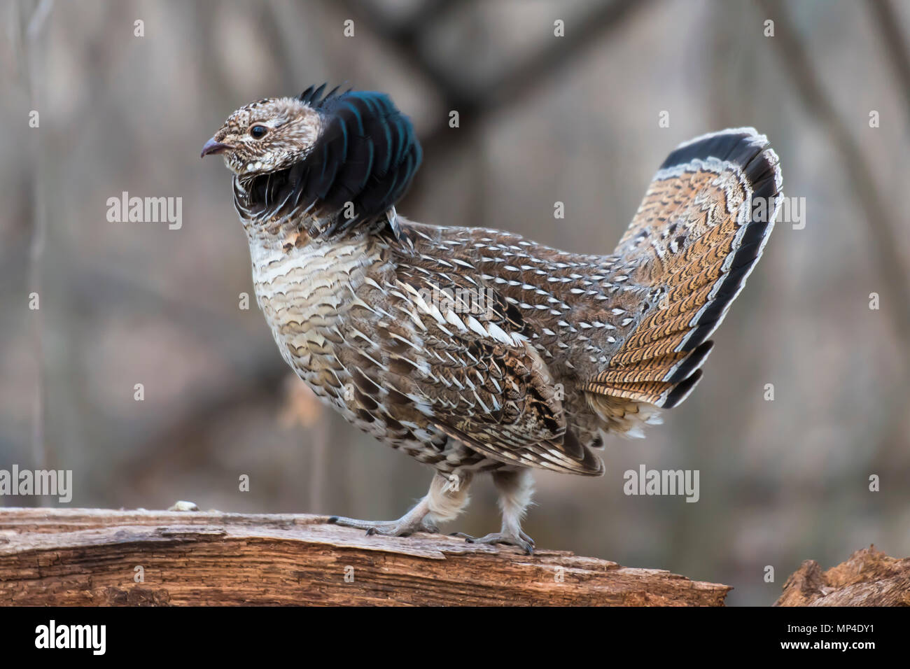 Ruffed grouse hi-res stock photography and images - Alamy