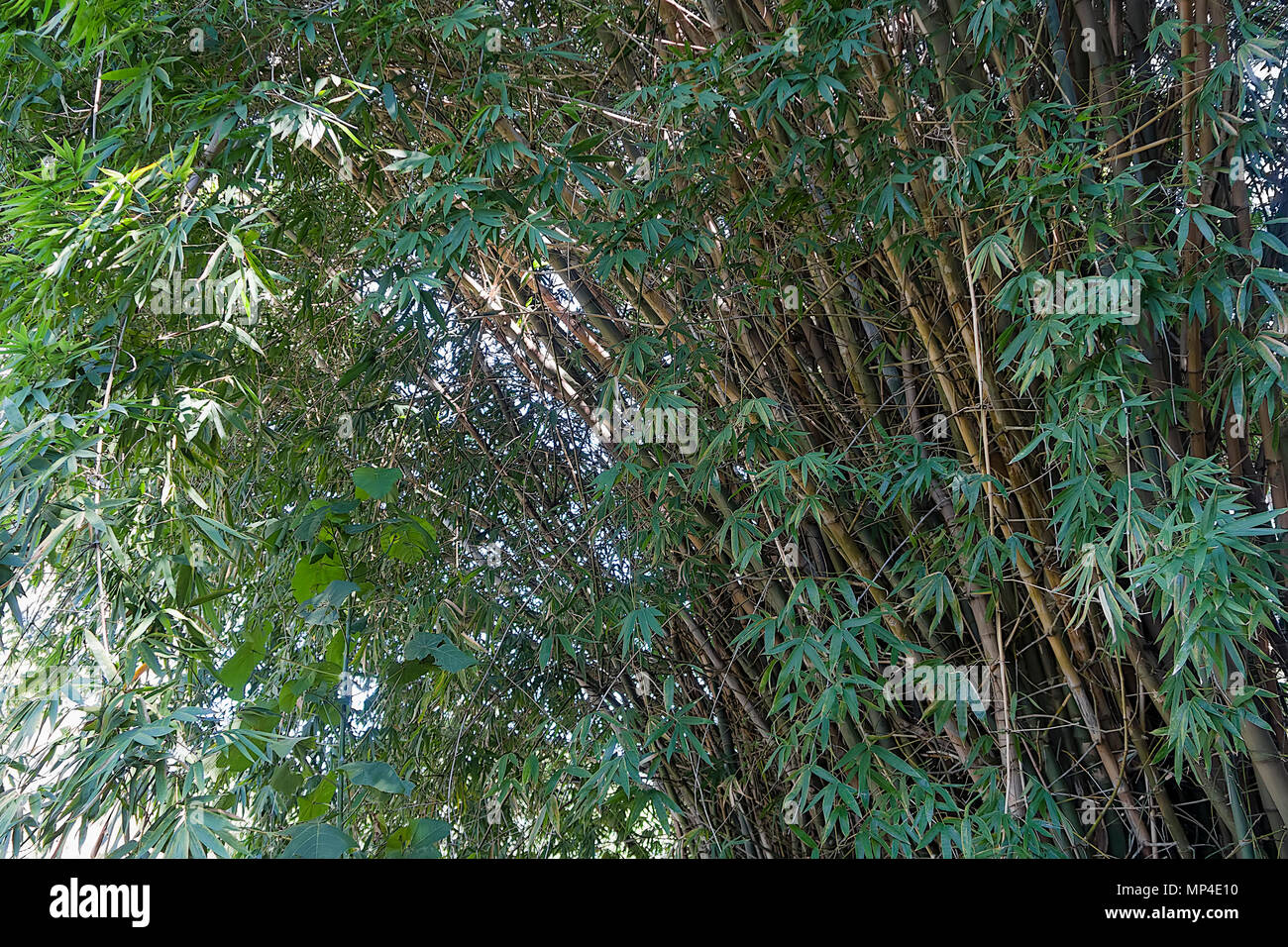Clumping growth pattern hi-res stock photography and images - Alamy
