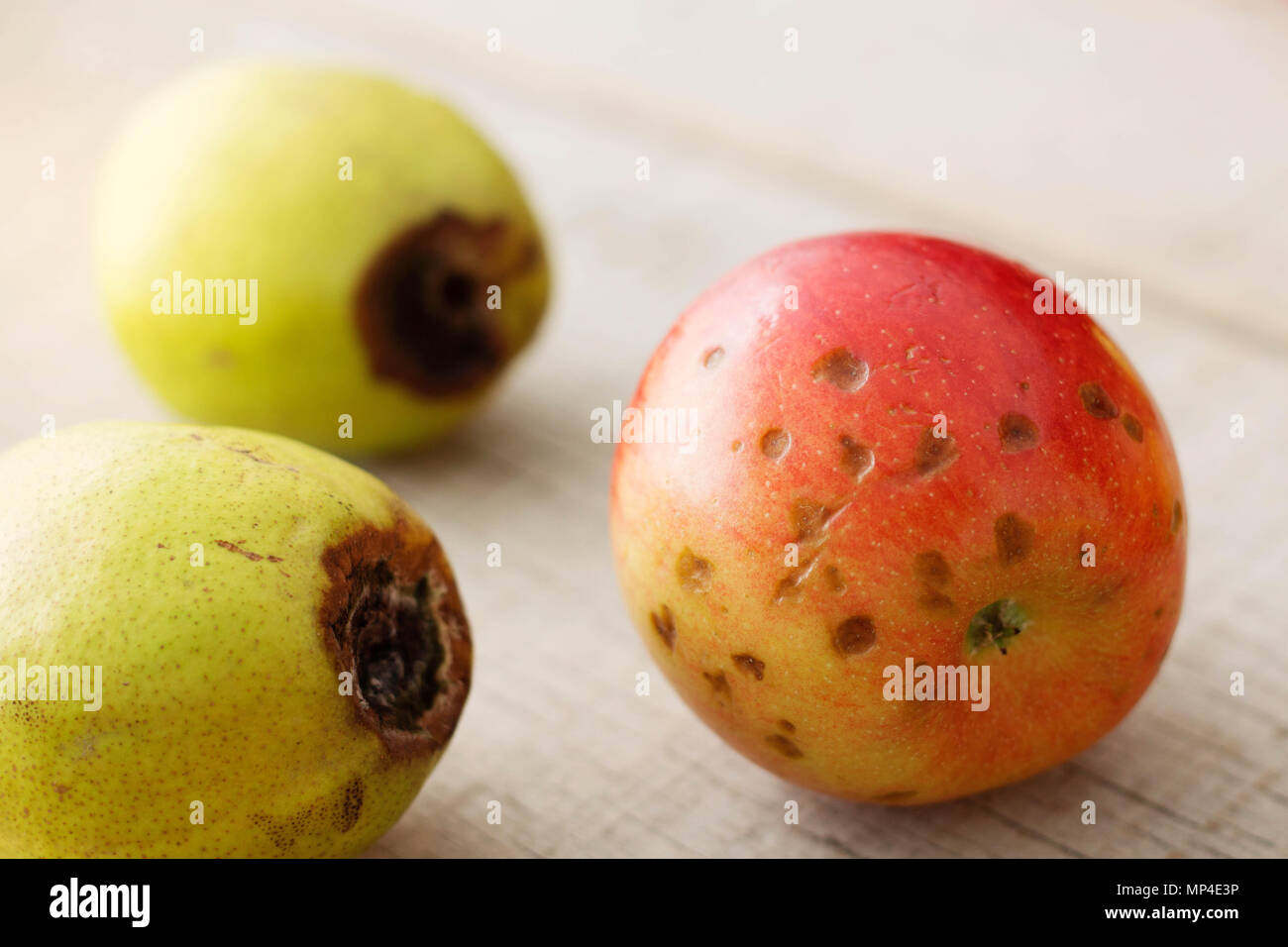 Apples with dark spots are going to rot on the wooden floor Stock Photo ...