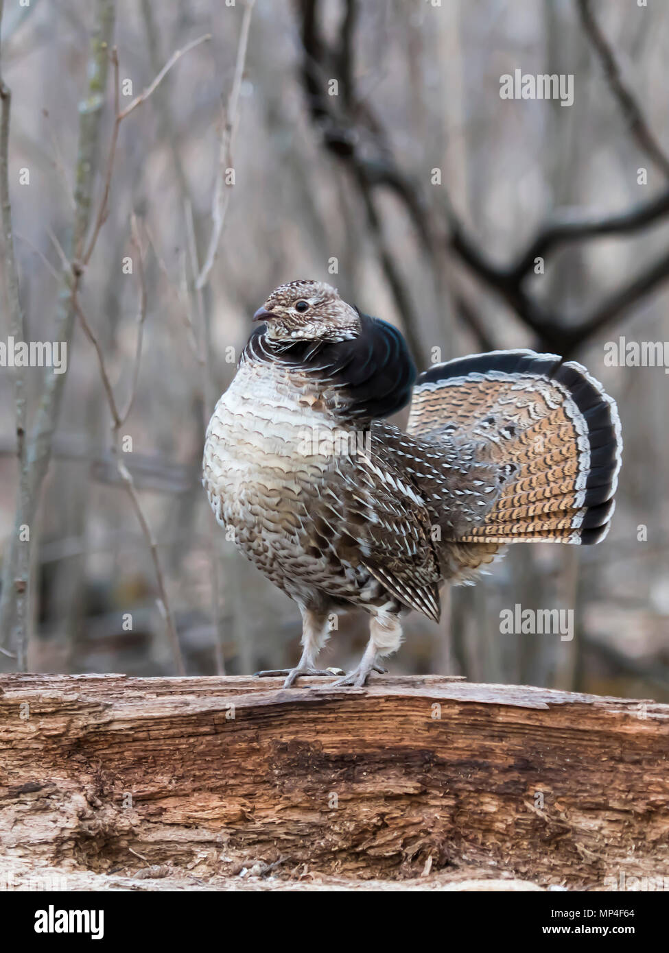A Male Ruffed Grouse in the spring in Minnesota Stock Photo - Alamy