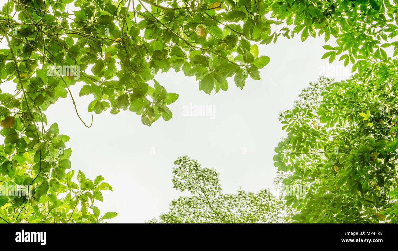 sky framed with green canopy of a trees. forest canopy look from below ...
