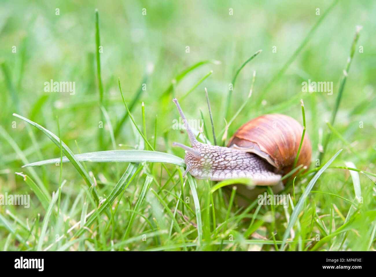 Crawling through grass hi-res stock photography and images - Alamy
