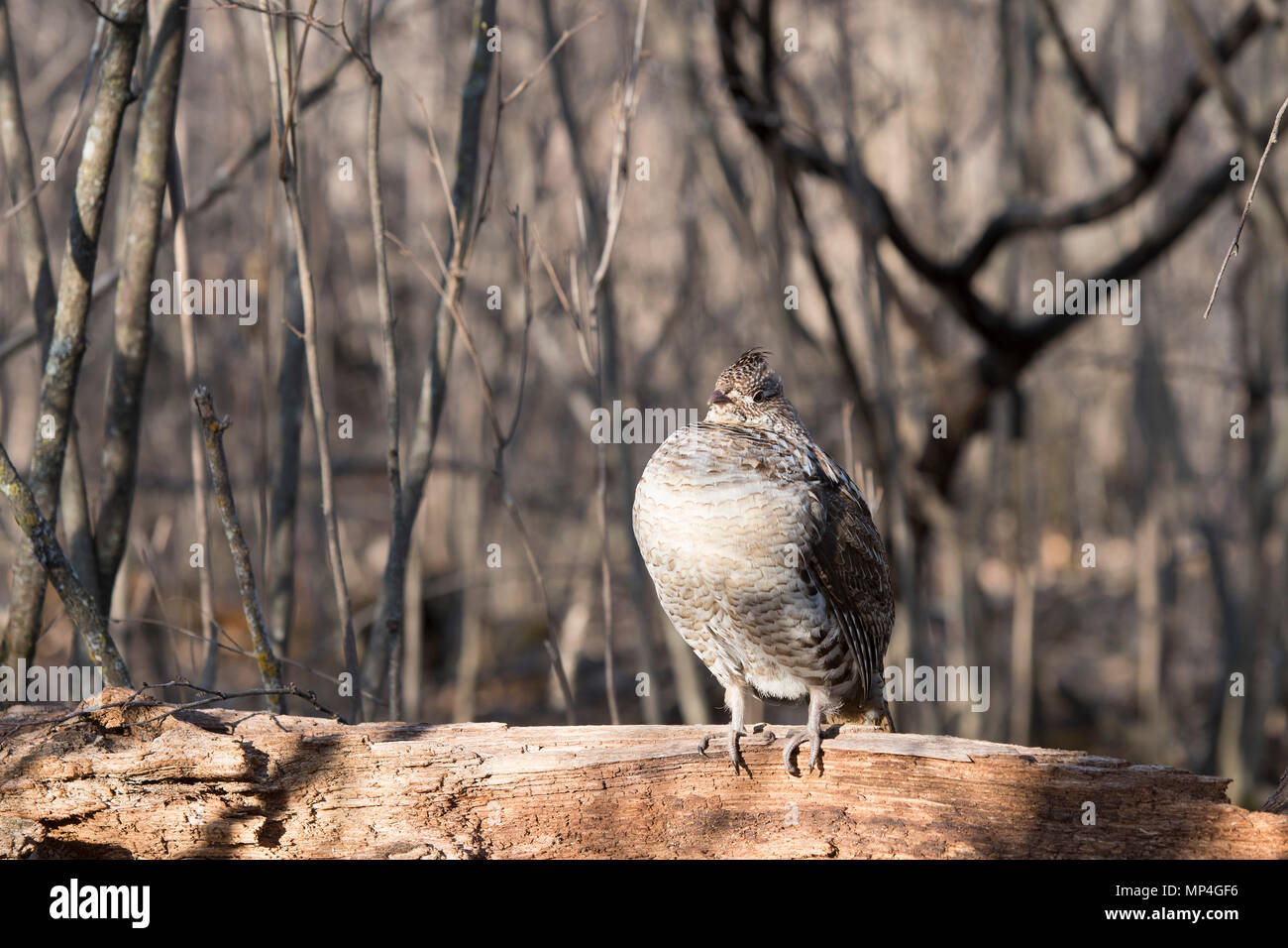 Male ruffed grouse bonasa umbellus hi-res stock photography and images ...
