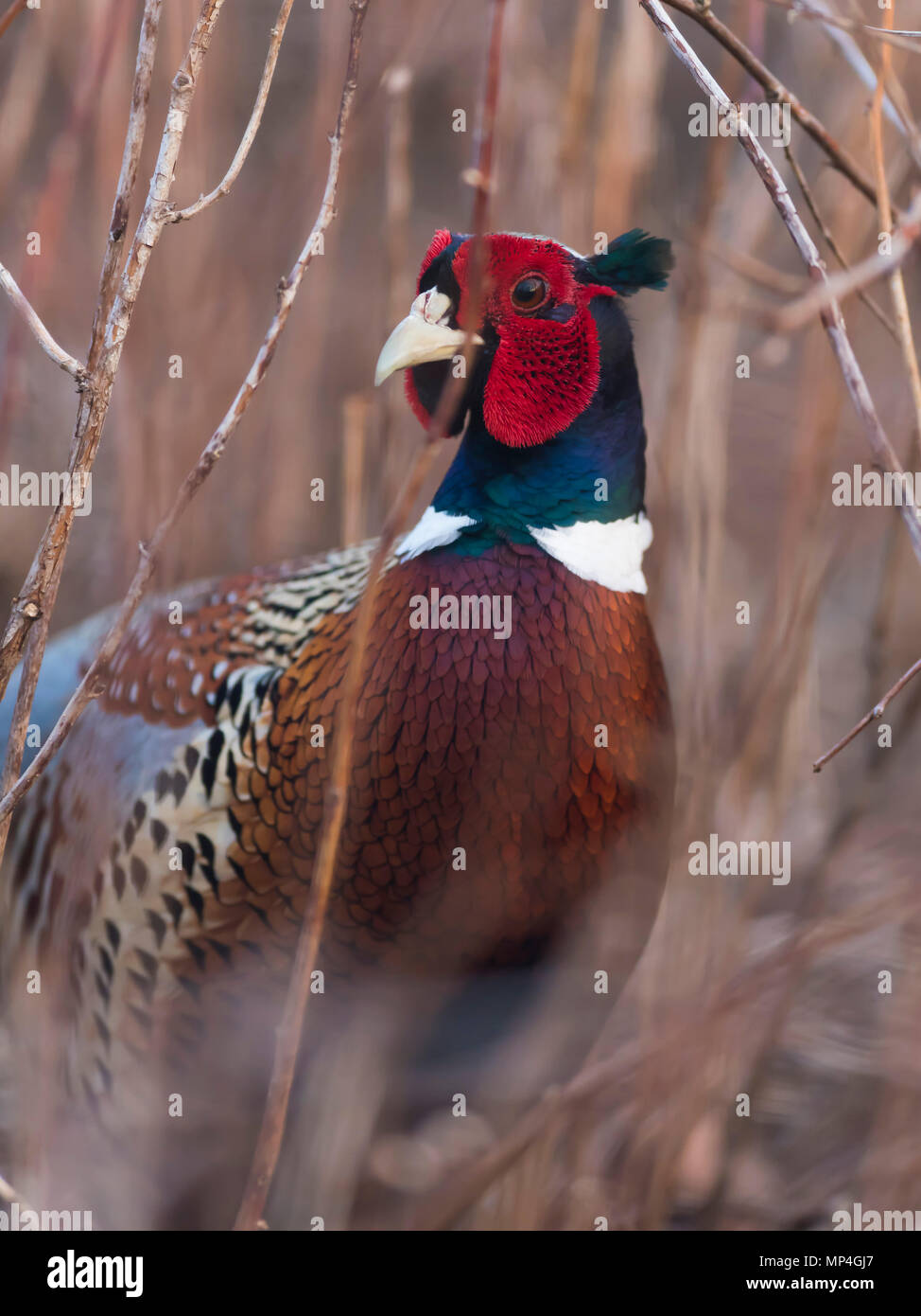 Pheasant in cover hi-res stock photography and images - Alamy