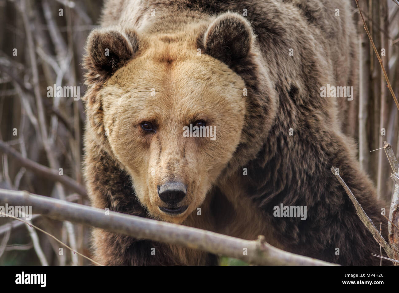 Romania ursus arctos hi-res stock photography and images - Alamy