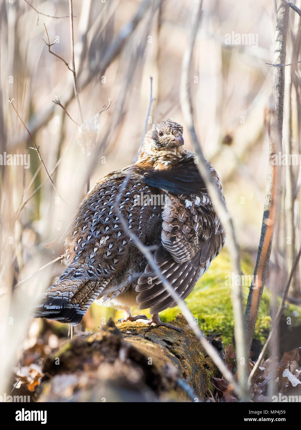 A Male Ruffed Grouse in the spring in Minnesota Stock Photo - Alamy