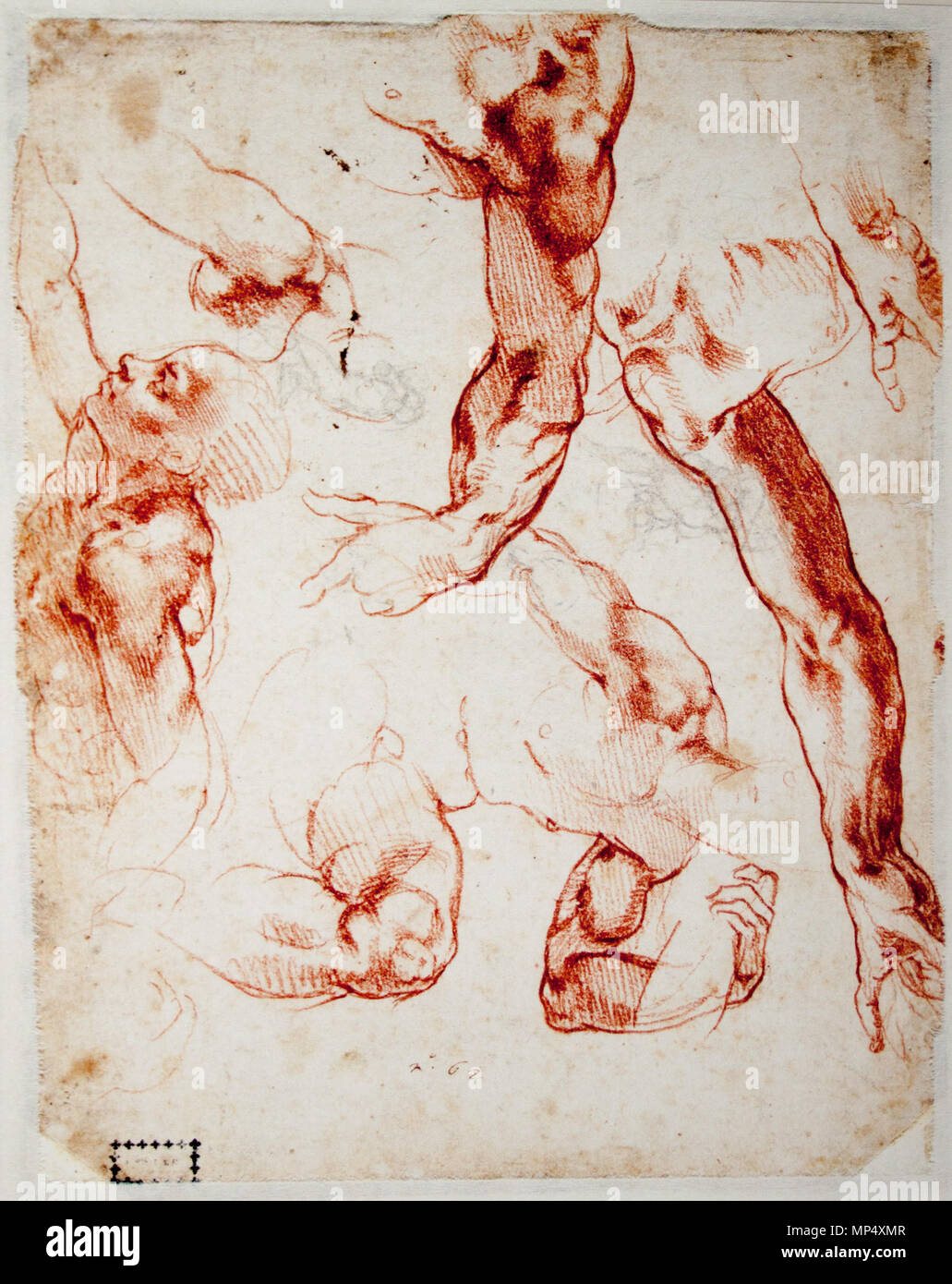 Human anatomy drawing hi-res stock photography and images - Alamy