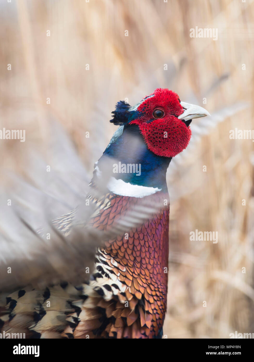 A Rooster Pheasant in the spring in Minnesota Stock Photo - Alamy