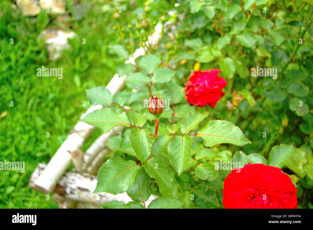 bright red tea roses in the garden, Russia Stock Photo - Alamy