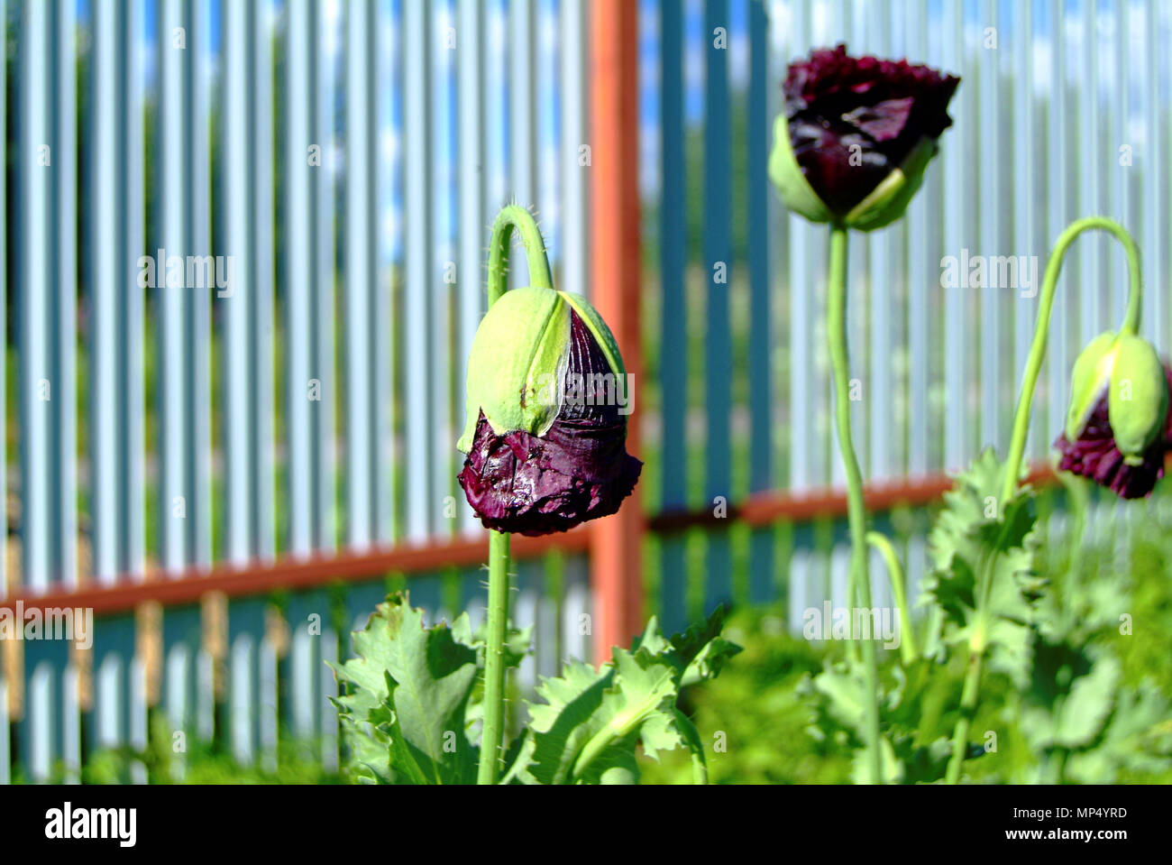 Unblown bud hi-res stock photography and images - Alamy