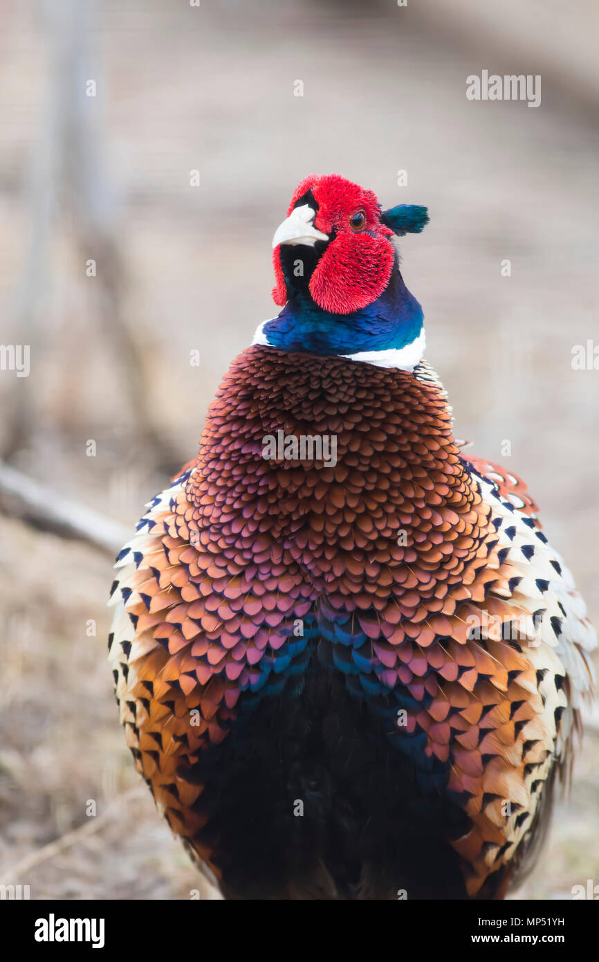 A Rooster Pheasant in the spring in Minnesota Stock Photo - Alamy