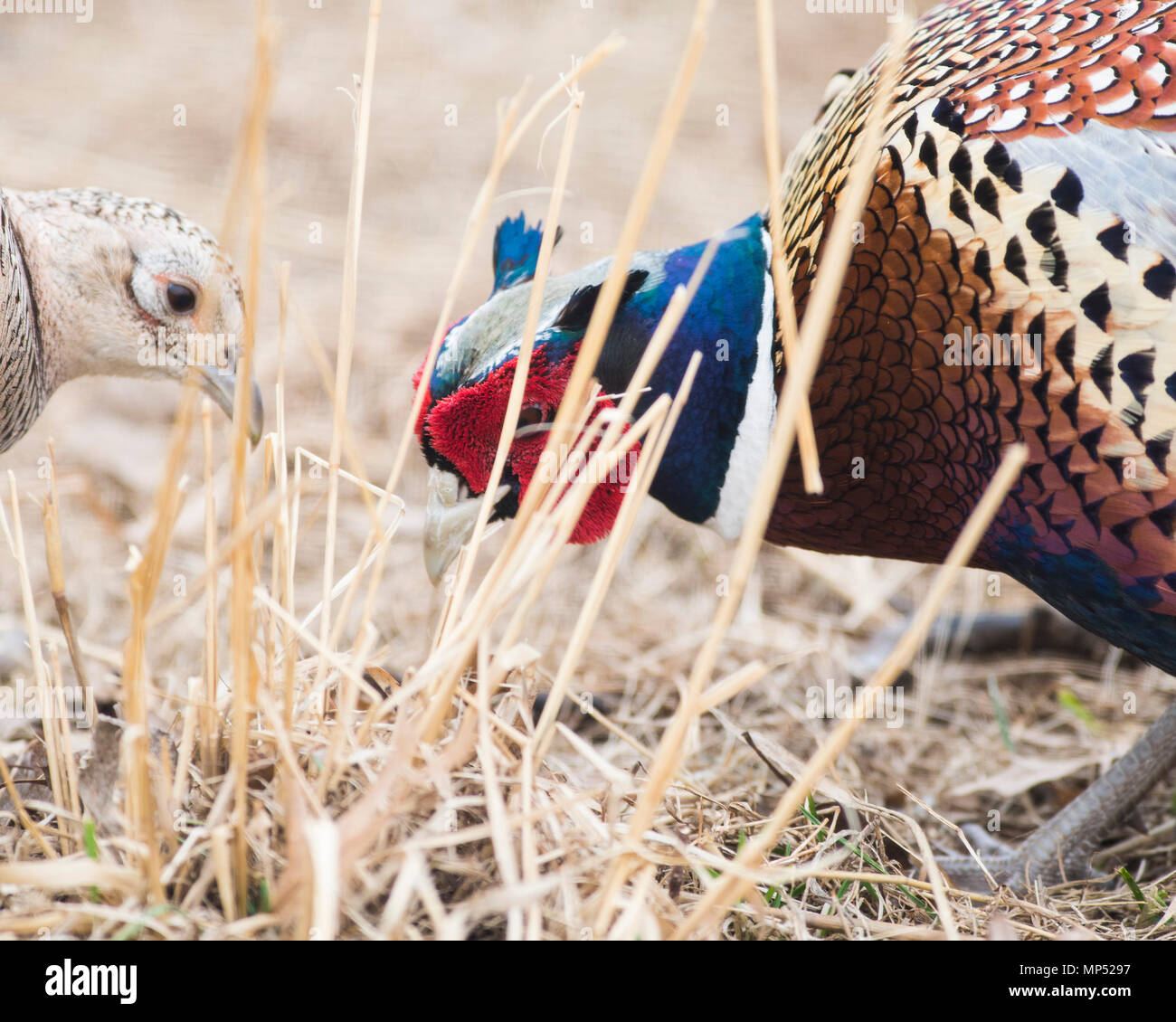A Rooster Pheasant in the spring in Minnesota Stock Photo - Alamy