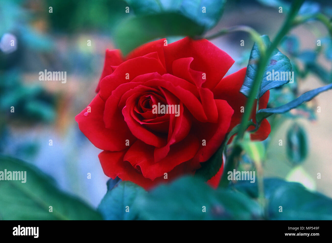 Red australian flowers hi-res stock photography and images - Alamy