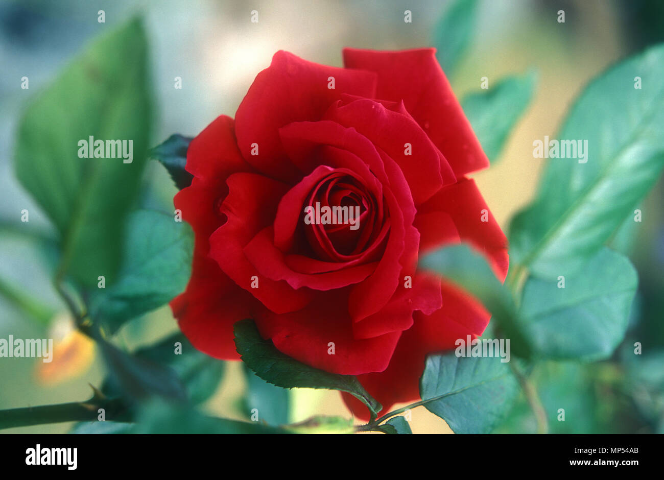 Australian red flower hi-res stock photography and images - Alamy