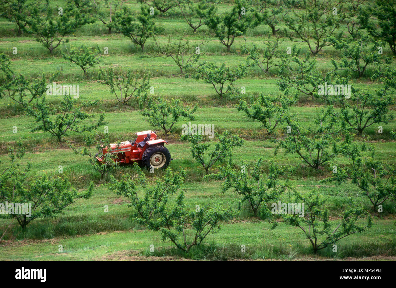 Orchards Australia High Resolution Stock Photography and Images - Alamy