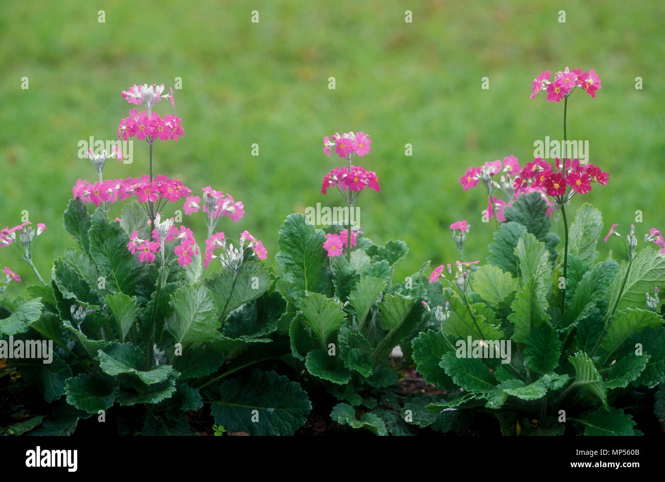 Edging plants hi-res stock photography and images - Alamy