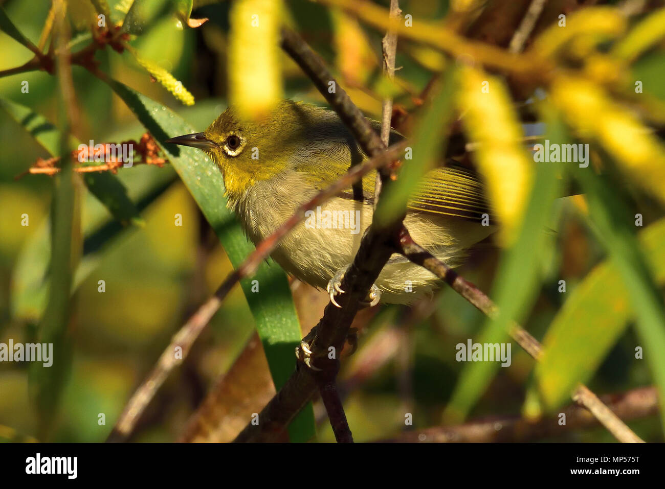 Queensland silvereye zosterops lateralis High Resolution Stock ...