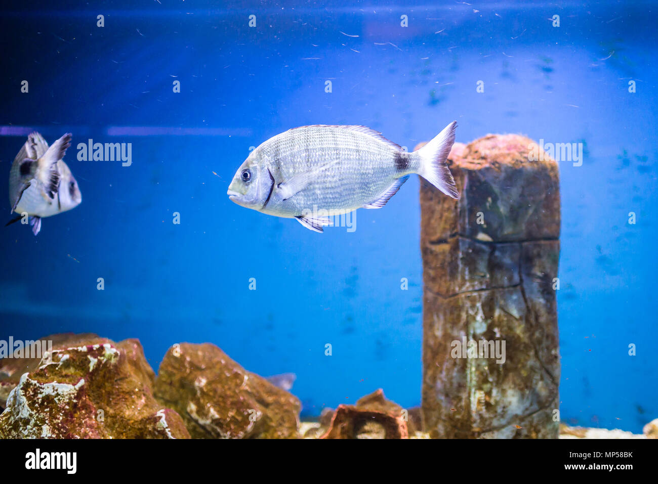 Marineaquariumfish hi-res stock photography and images - Alamy