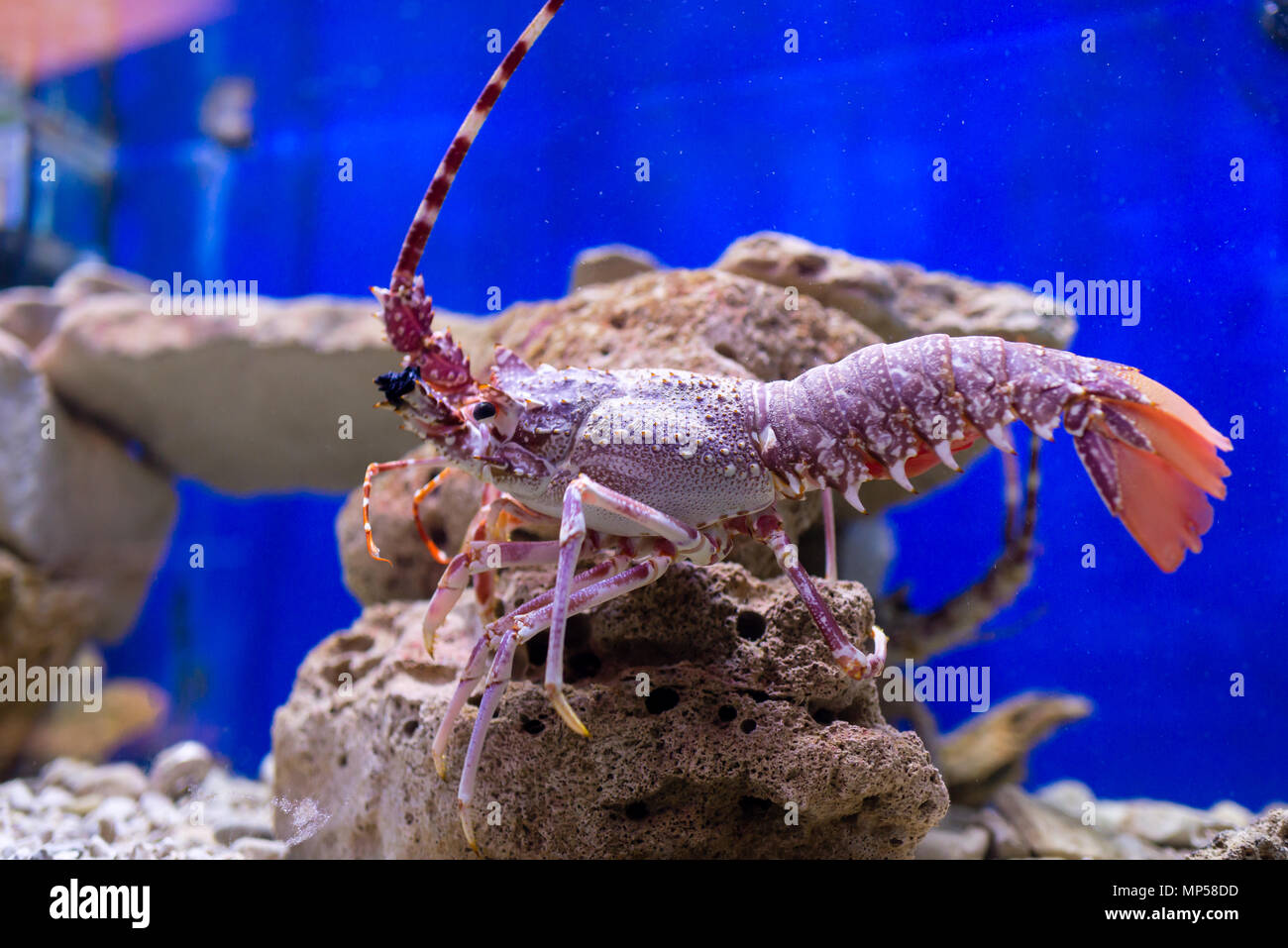 Red Lobster Lobster Tank