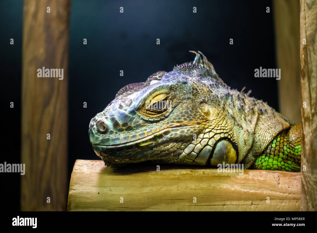 Close-up Head of Green Iguana on branch Stock Photo - Alamy