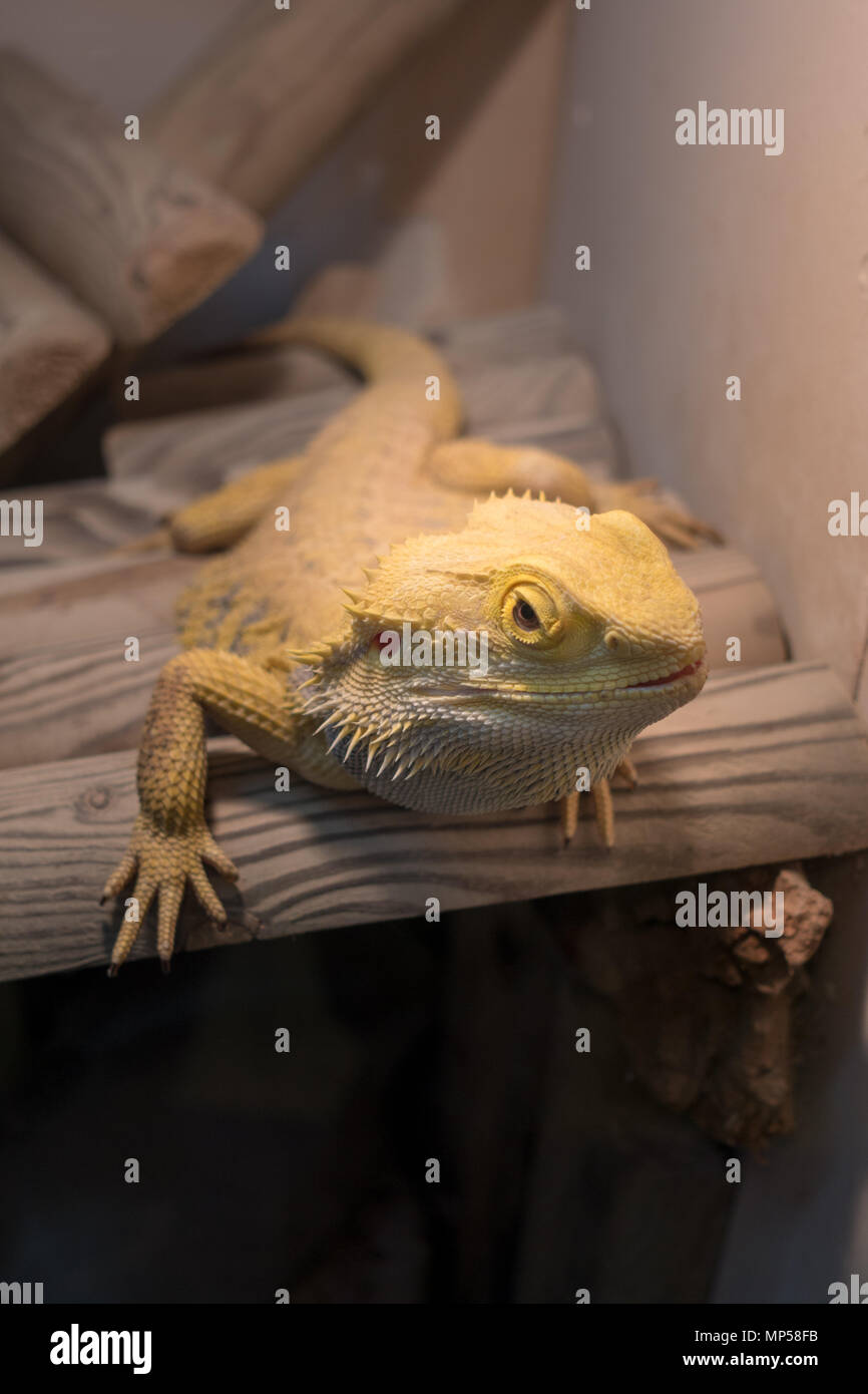 Beard agama hi-res stock photography and images - Alamy