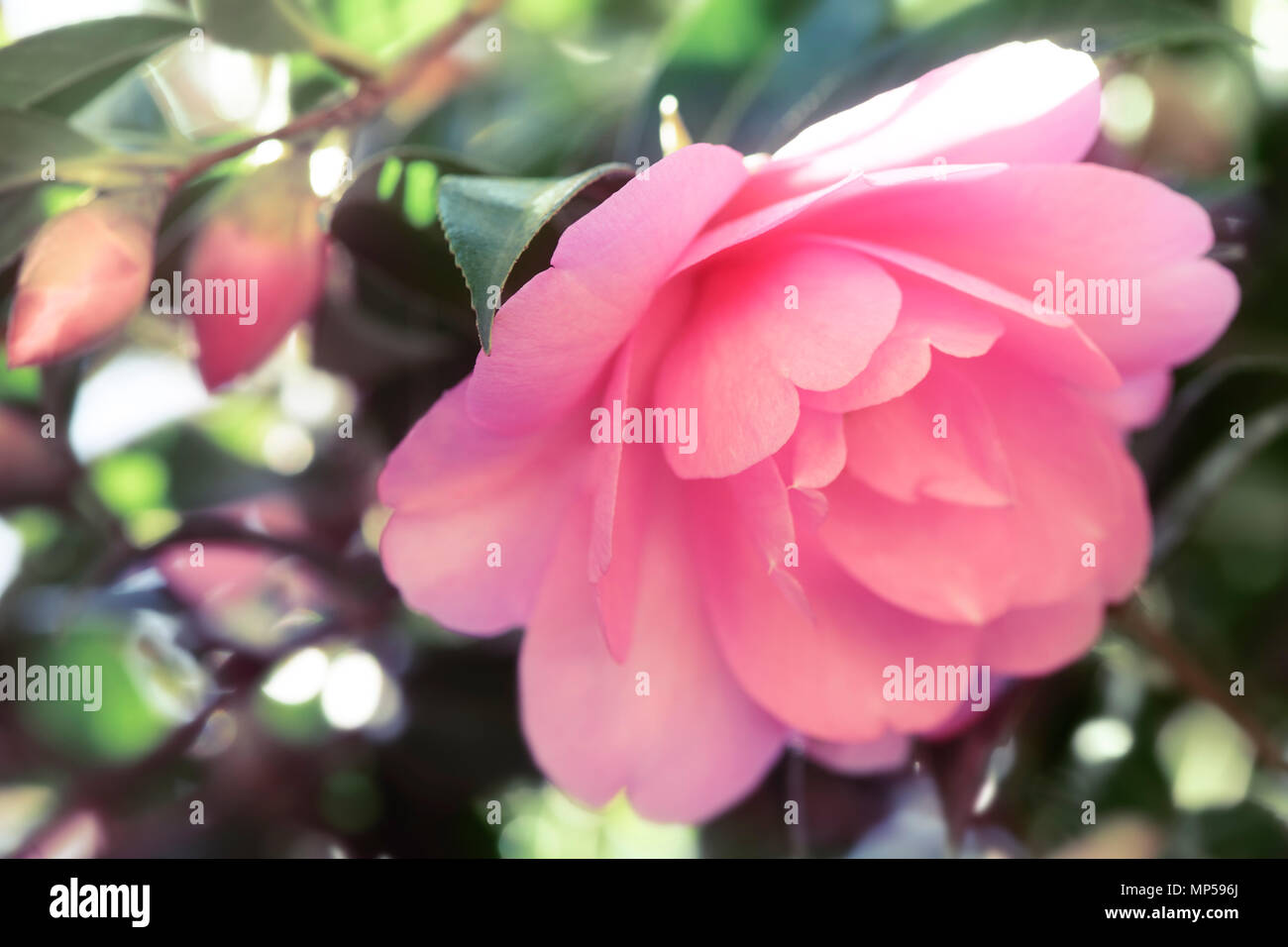 Japanese camellia camellia japonica hi-res stock photography and images ...
