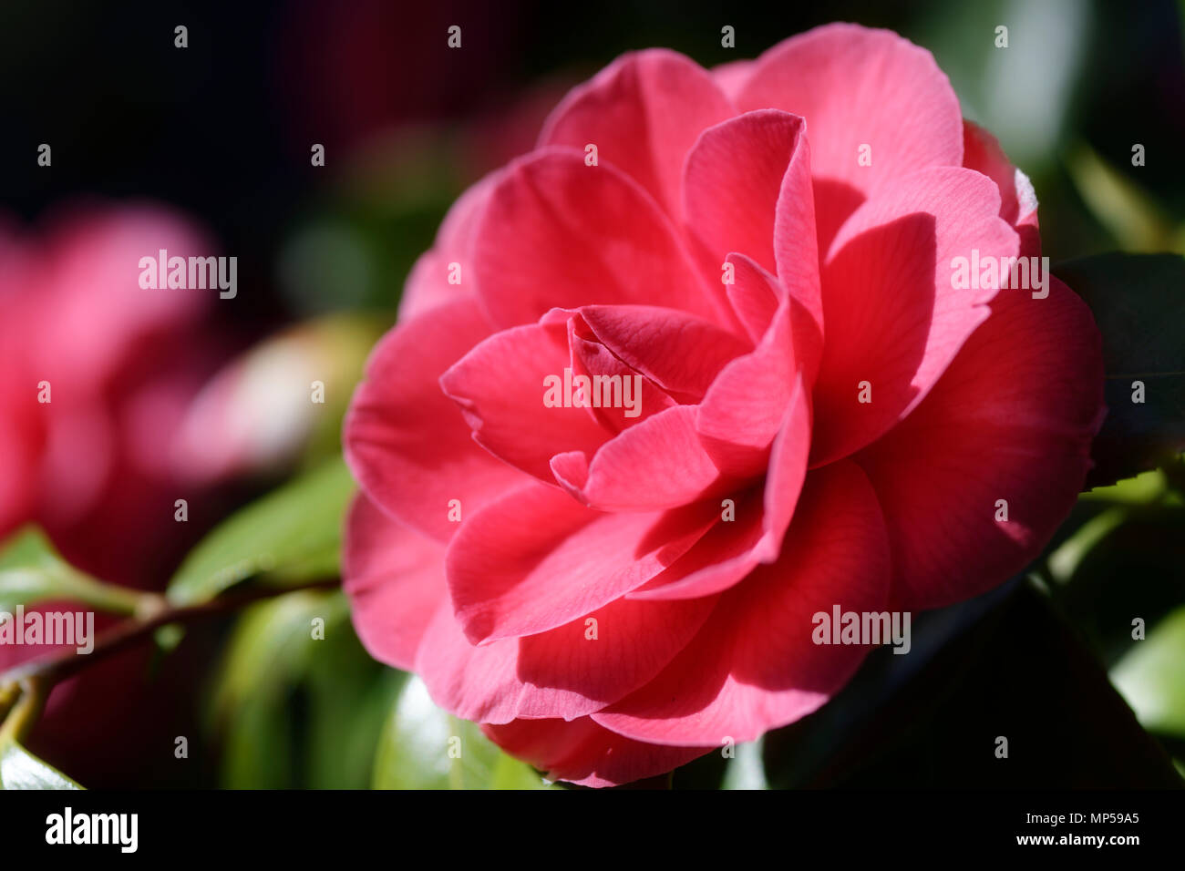 Camellia japonica tree hi-res stock photography and images - Alamy