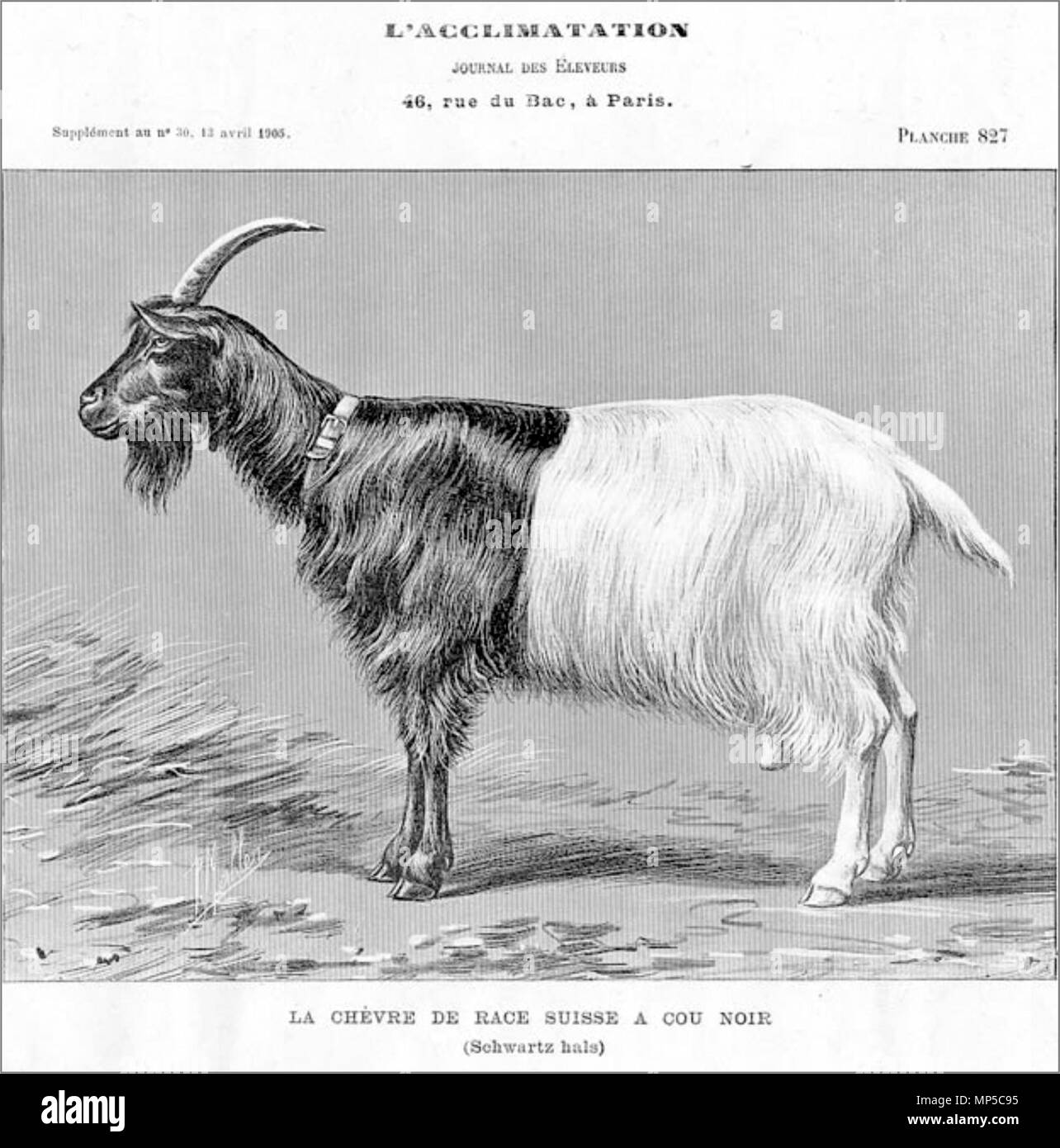 Historical goat breed Black and White Stock Photos & Images - Alamy