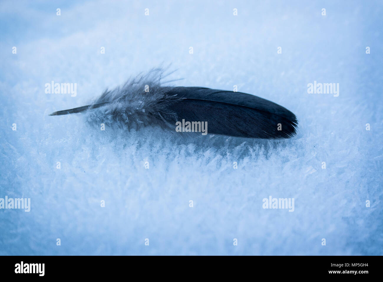 Lightweight Birds High Resolution Stock Photography and Images - Alamy