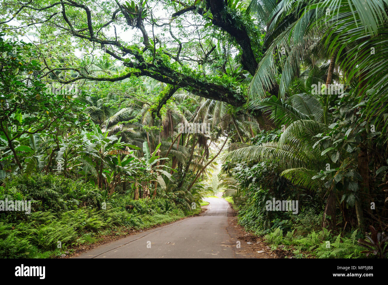 Dirt road in remote jungle in Big Island, Hawaii Stock Photo - Alamy