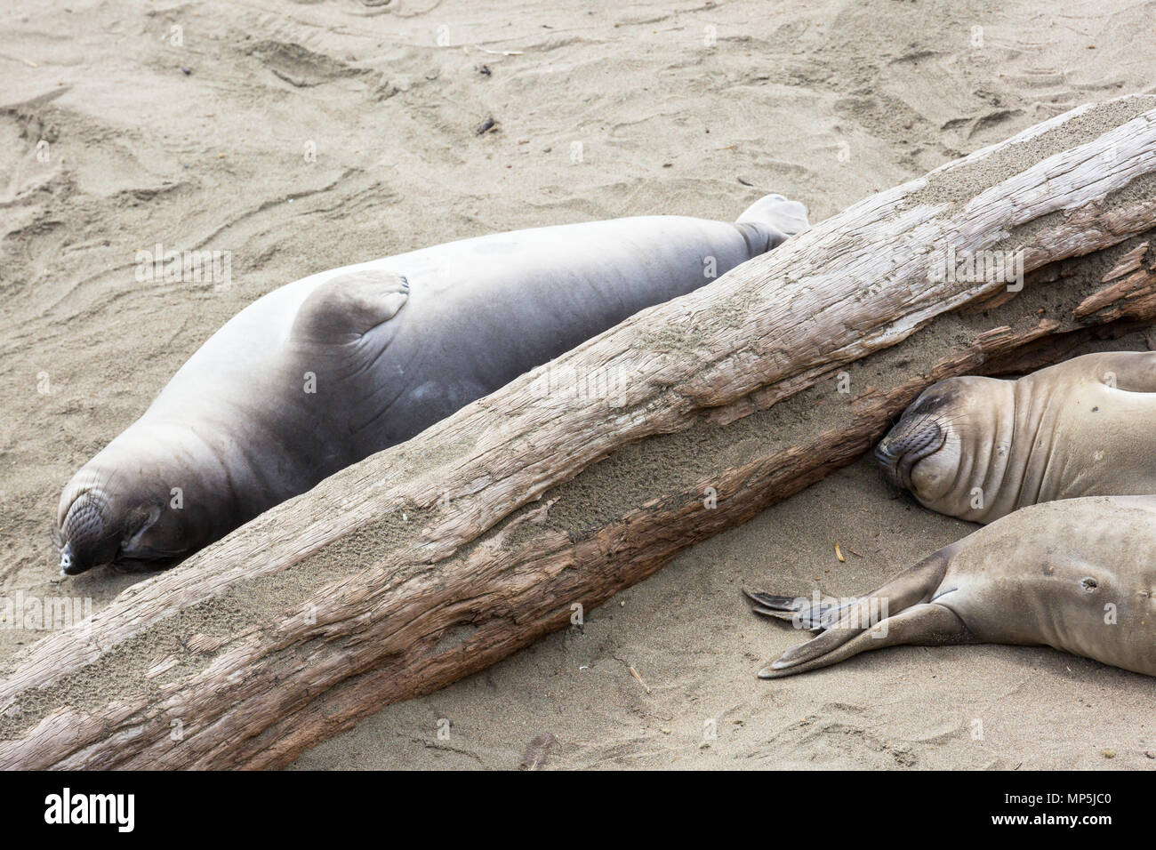 Sea elephants hi-res stock photography and images - Alamy