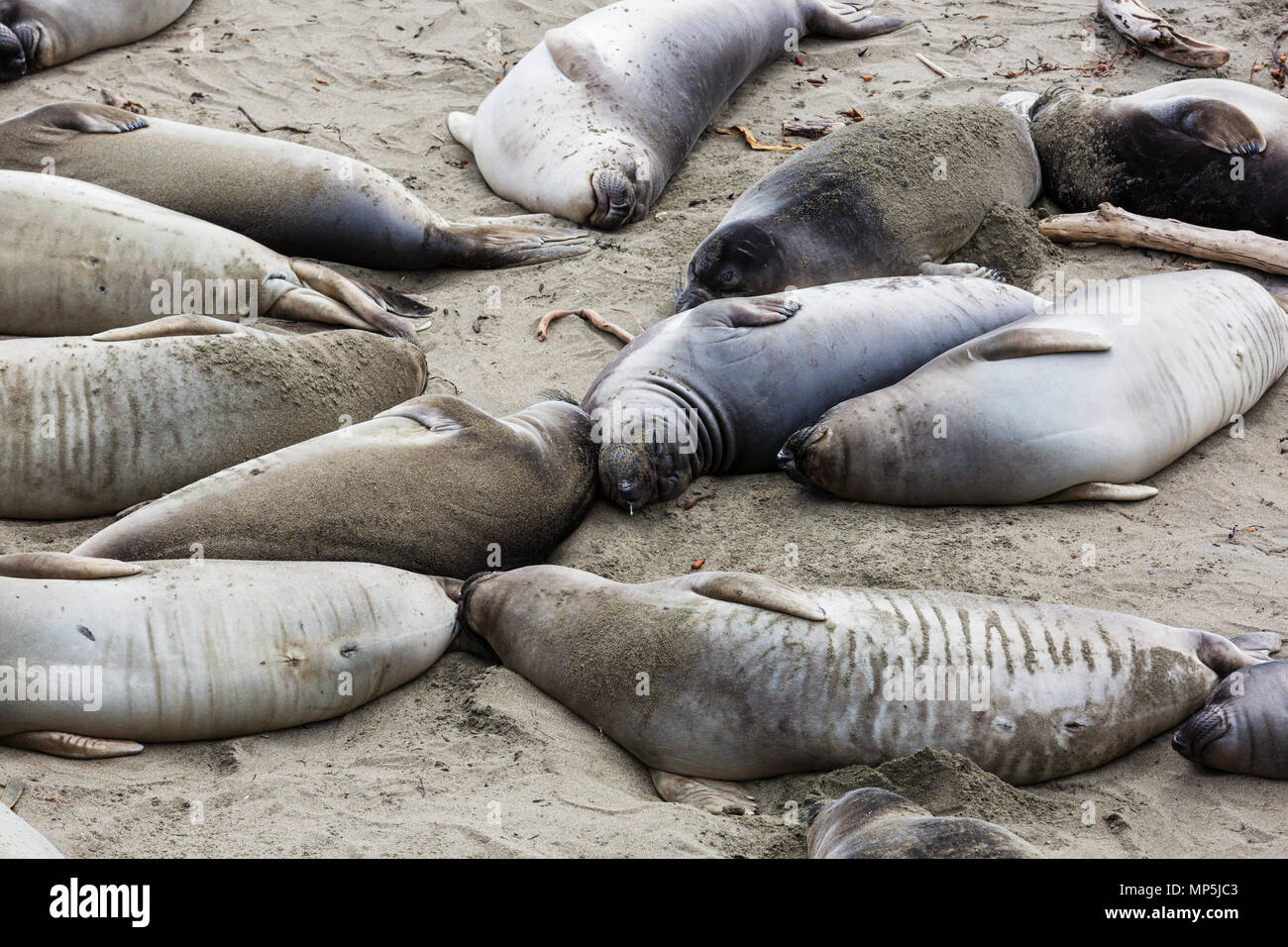 Sea Elephants High Resolution Stock Photography and Images - Alamy