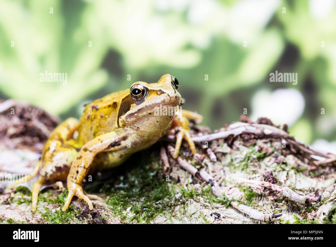 Common frog photographed in the UK Stock Photo - Alamy