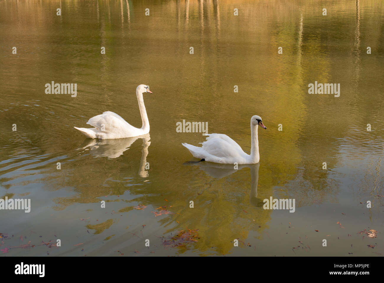 Lonely swans live in the natural environment Stock Photo - Alamy