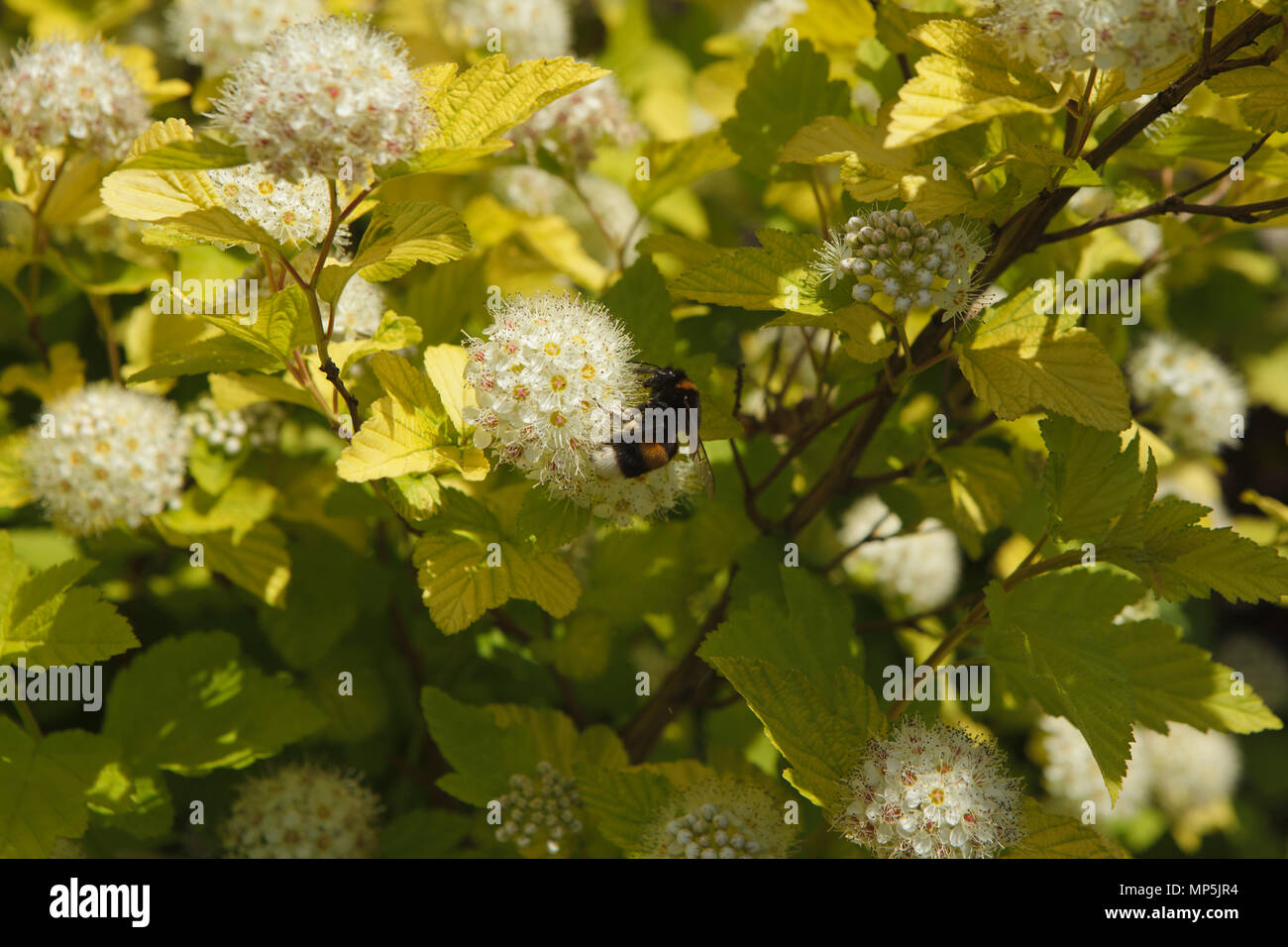 Bumblebee like insect hi-res stock photography and images - Alamy