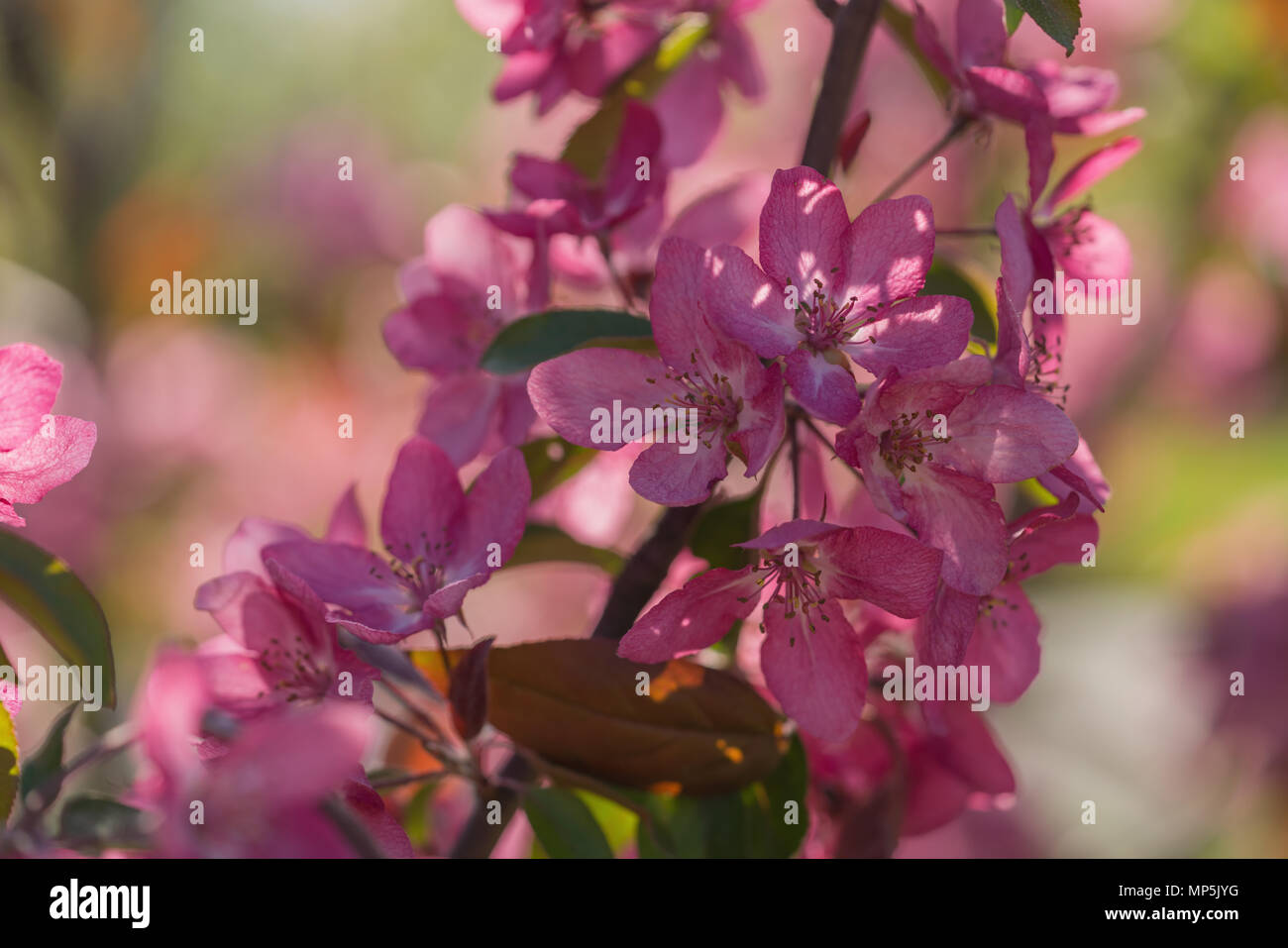Bright purple hi-res stock photography and images - Alamy
