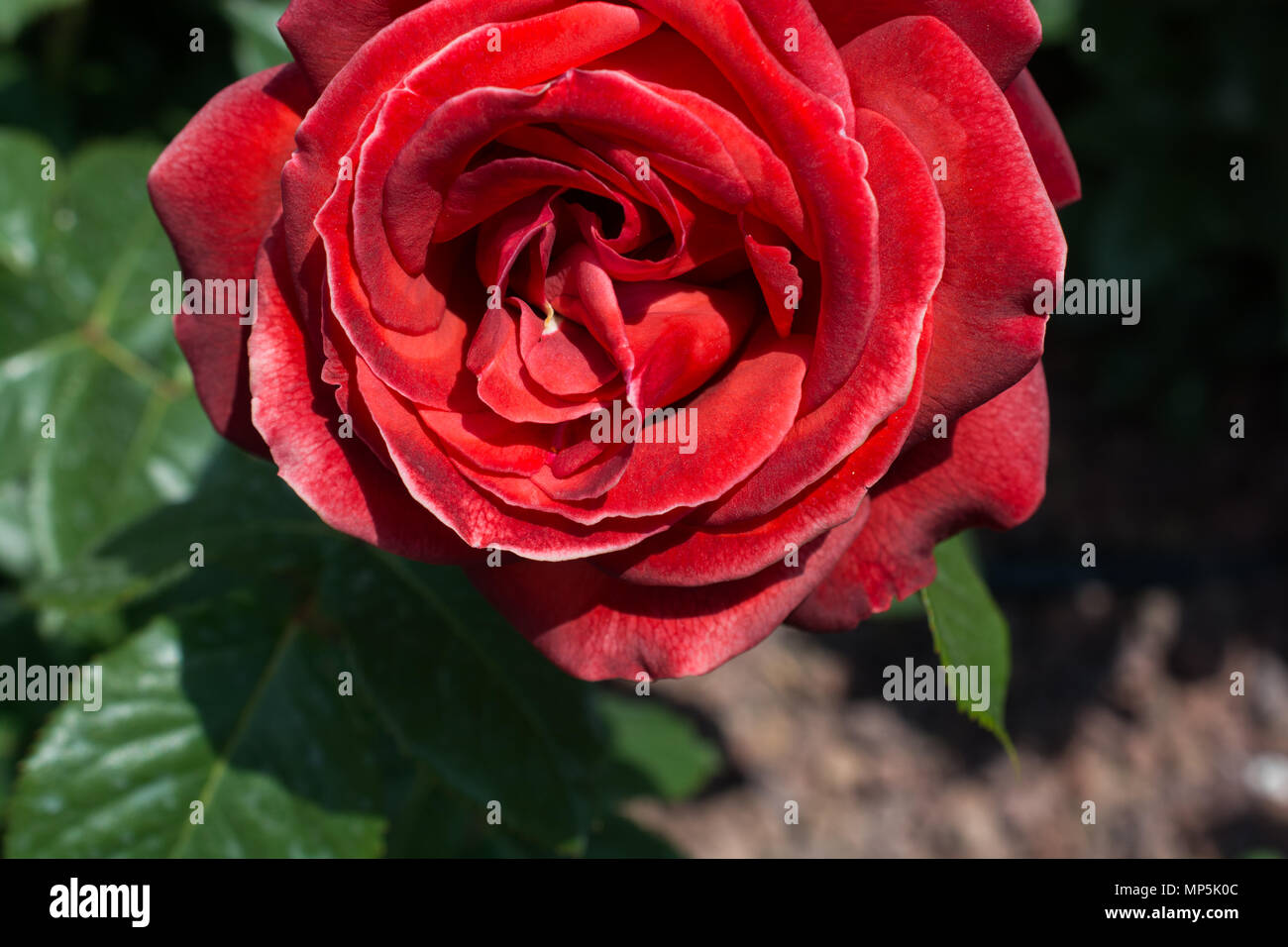 Beautiful fresh roses in close up view Stock Photo - Alamy