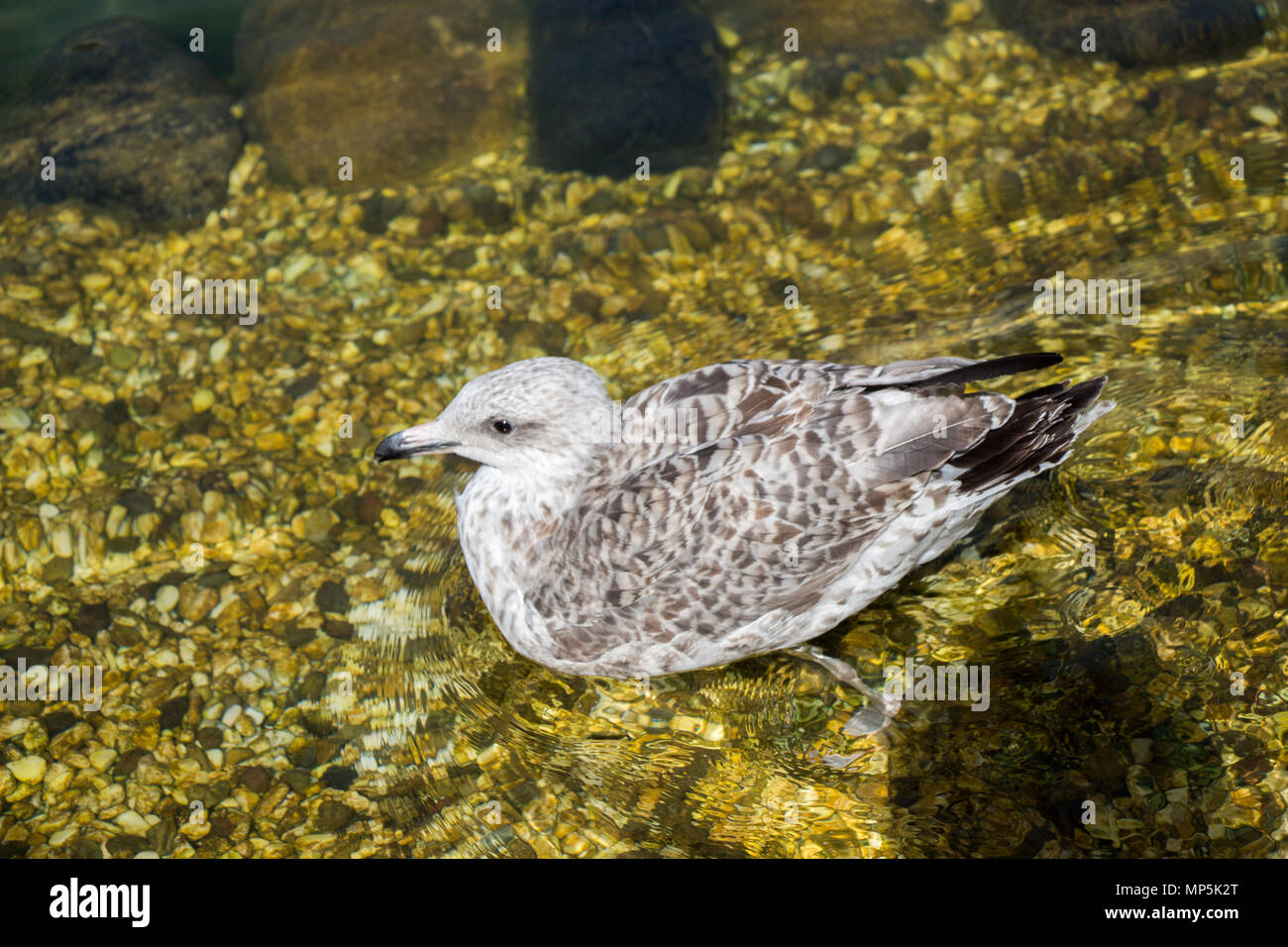 Single seagull in shallow water of the pond Stock Photo - Alamy