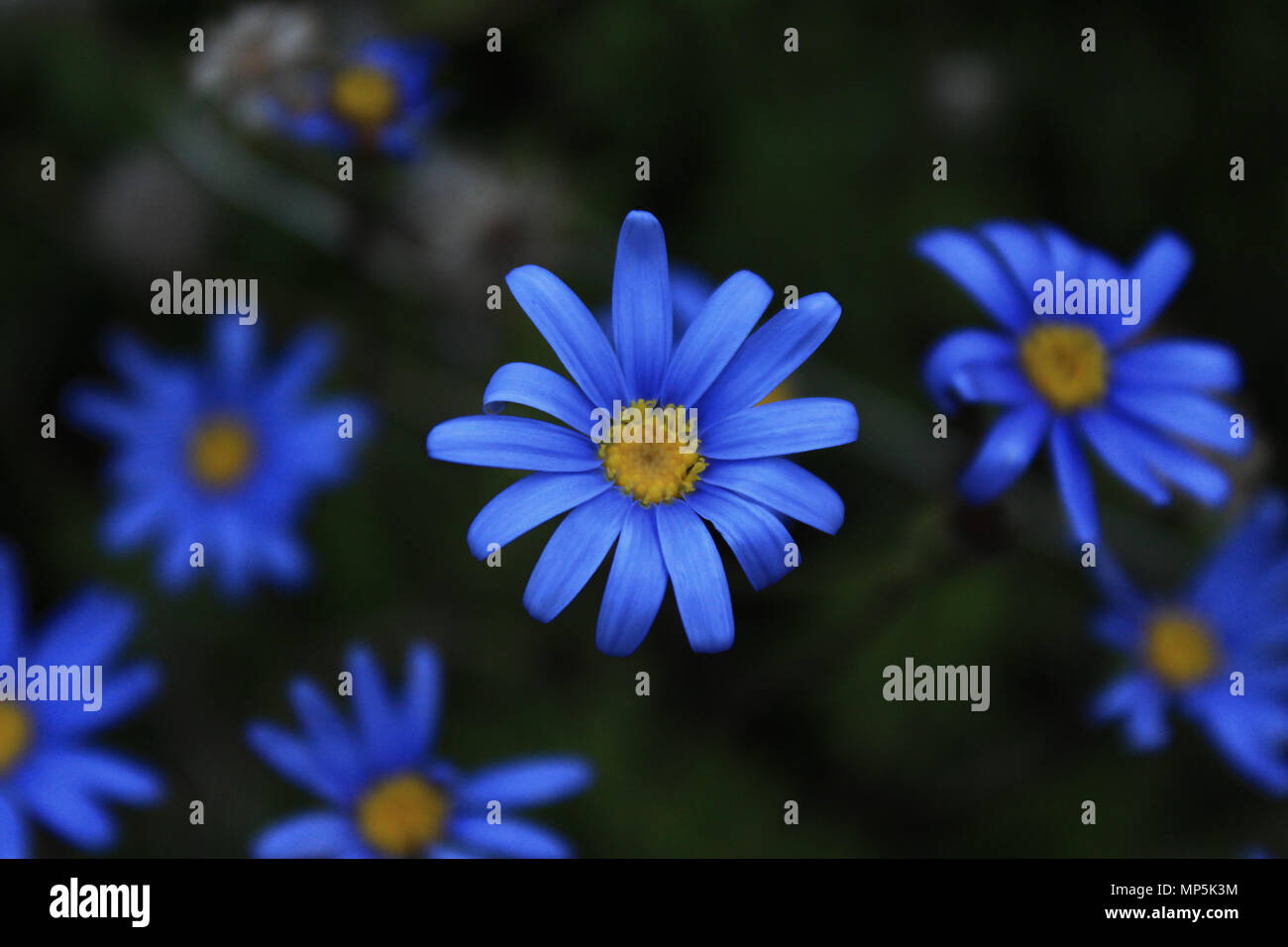 Electric Daisy Flower