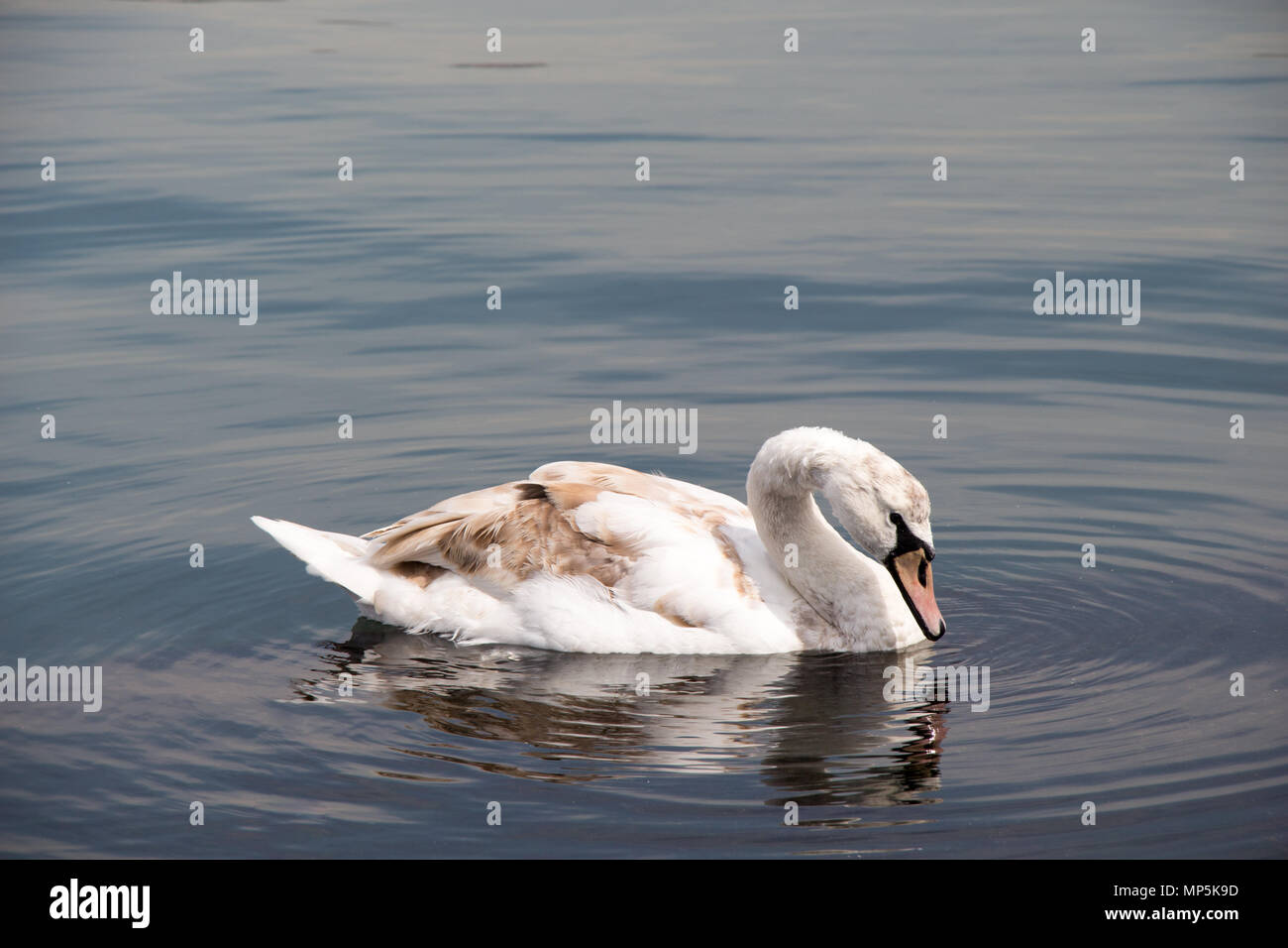 Single swans lives in the natural environment Stock Photo - Alamy