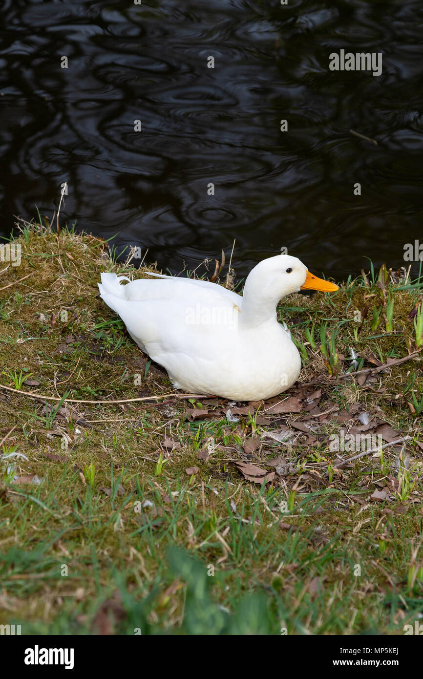 White duck sitting Stock Photo - Alamy
