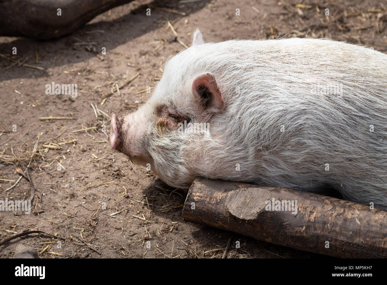 Large white pig hi-res stock photography and images - Alamy