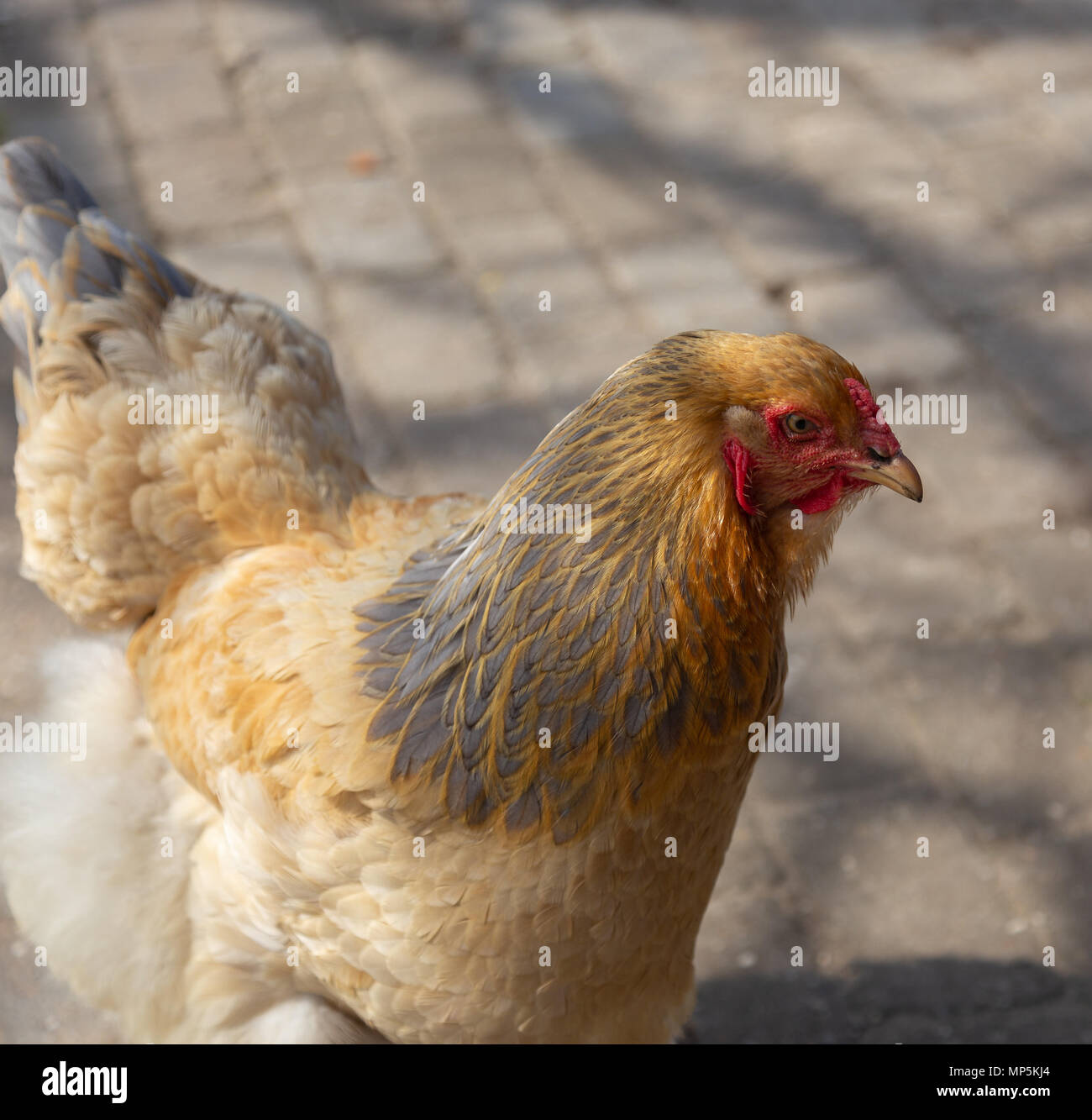 Chicken beak hi-res stock photography and images - Alamy