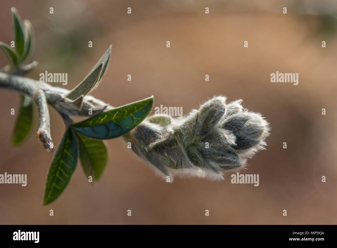 Small flower bud, seen while hiking on the Bumdra trek near Paro ...