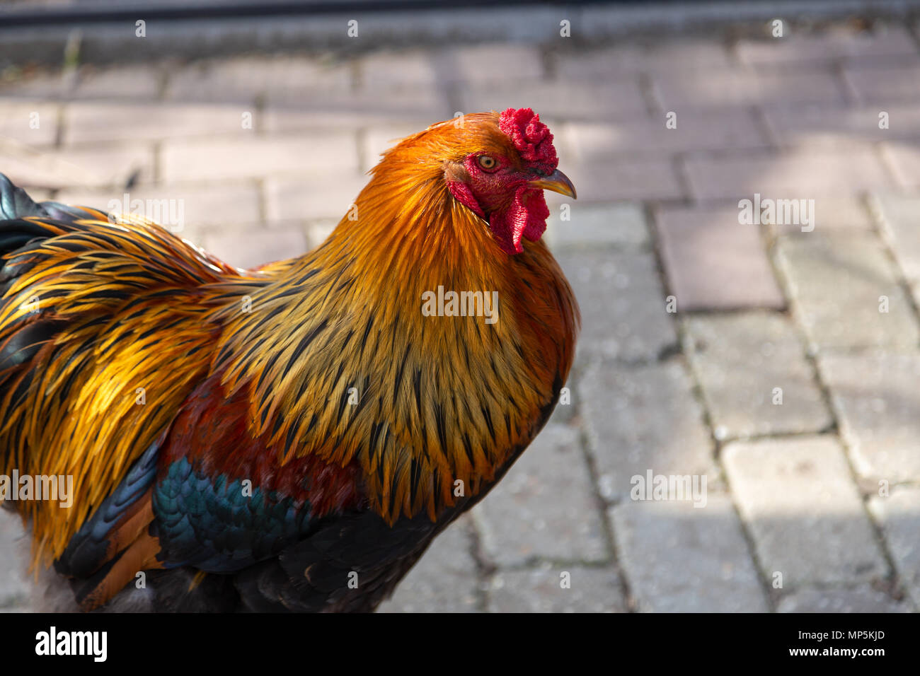 Chicken orange hi-res stock photography and images - Alamy