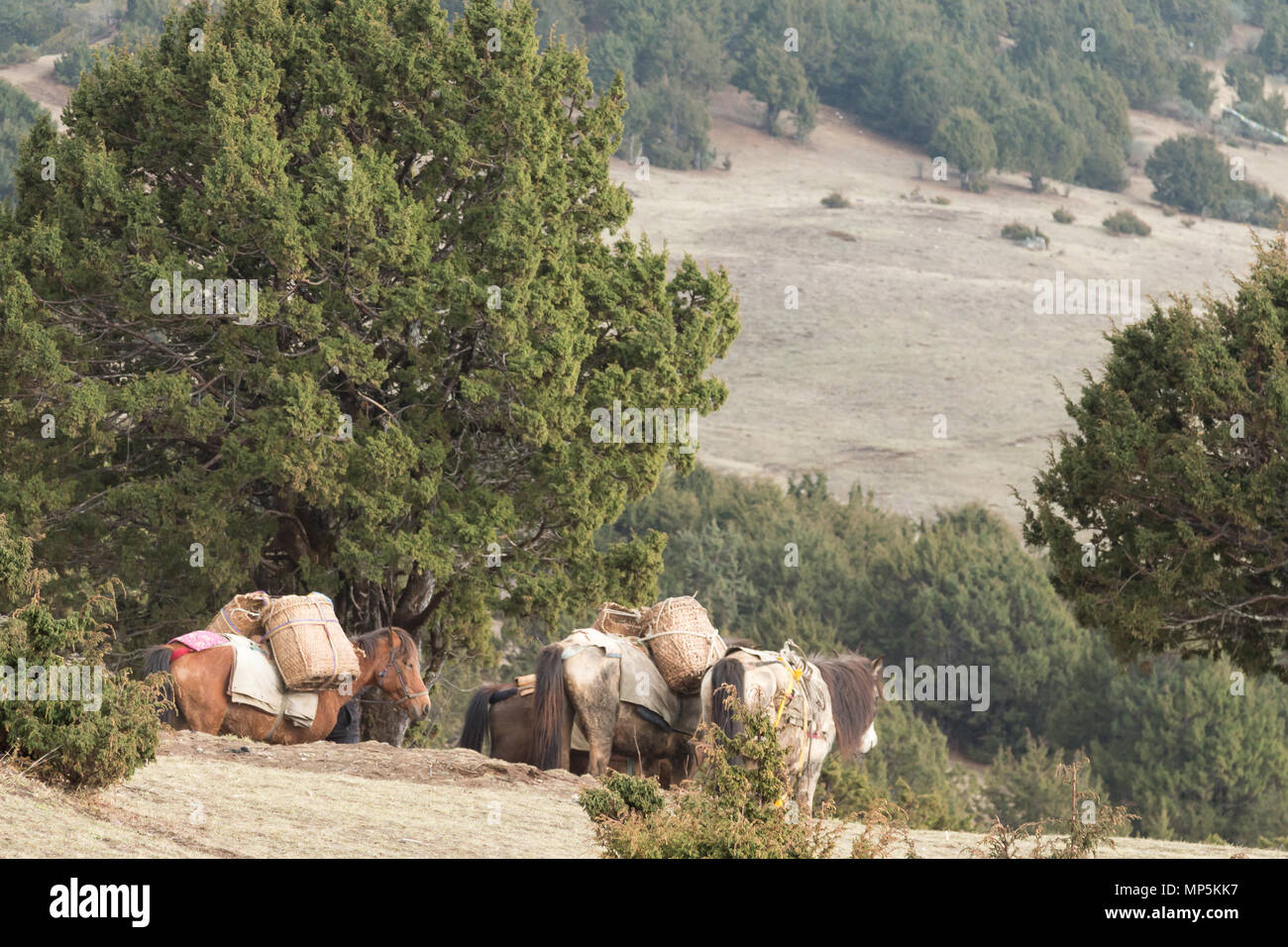 Animals used for transport hi-res stock photography and images - Alamy