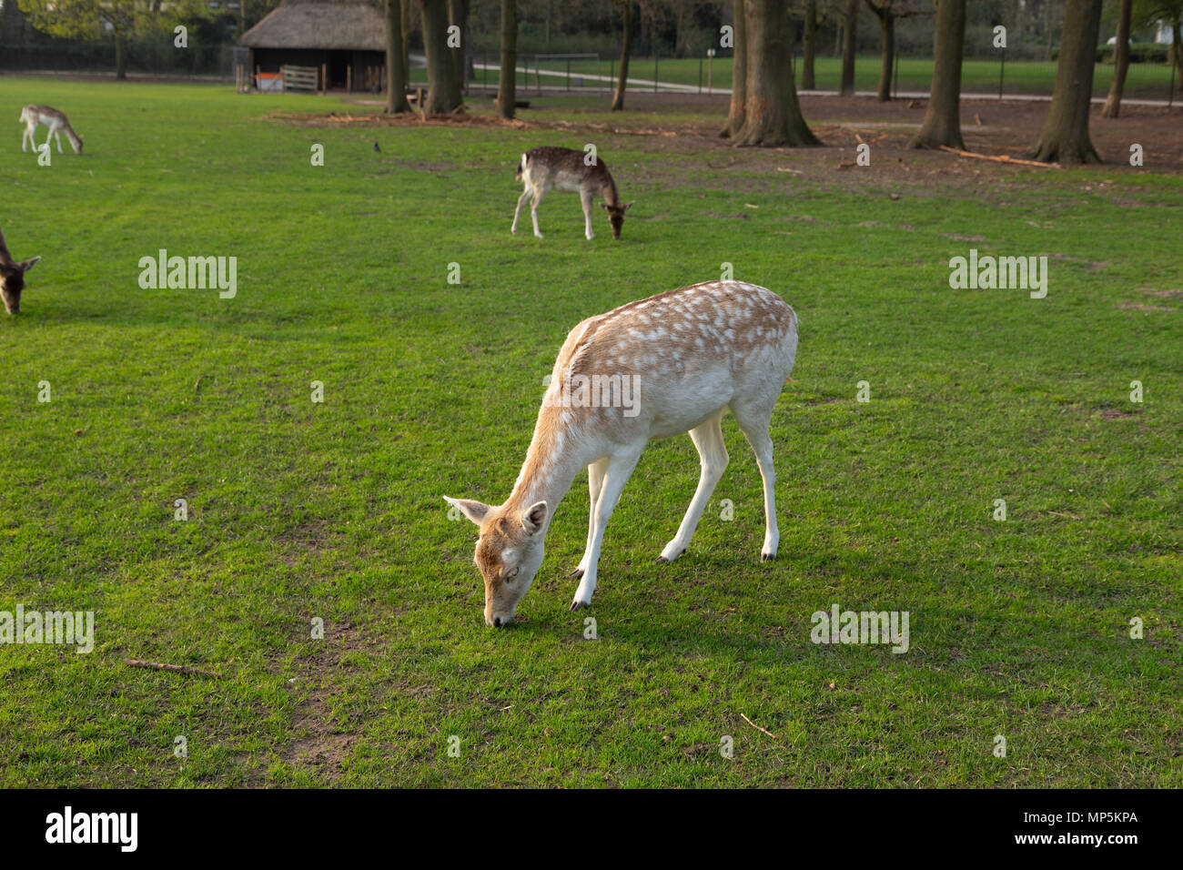 Deer in field Stock Photo - Alamy